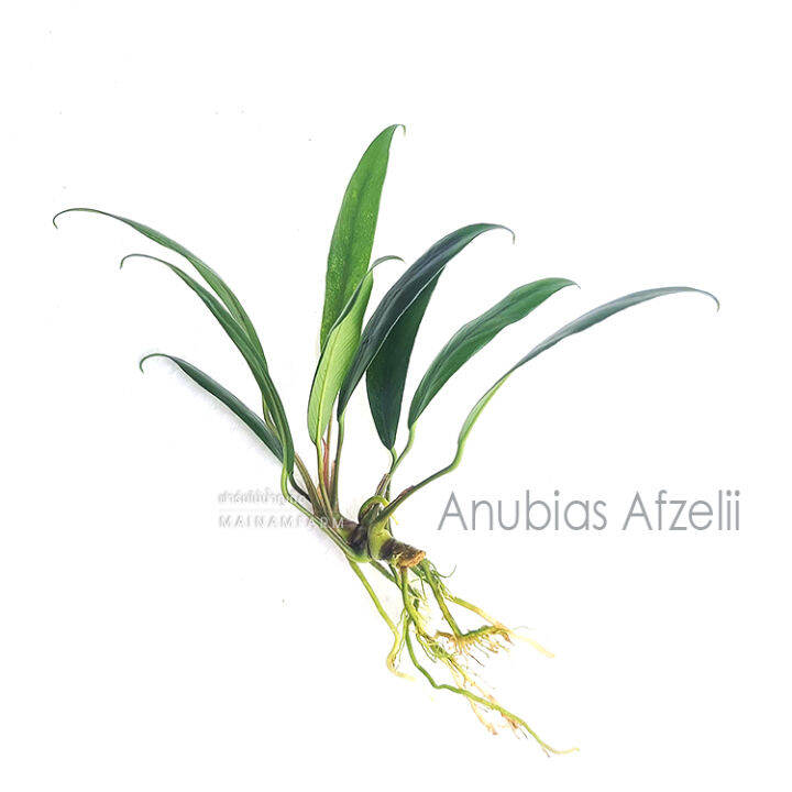 อนูเบียส แอฟซิลี่ – ANUBIAS AFZELII ต้นไม้น้ำ | Lazada.co.th