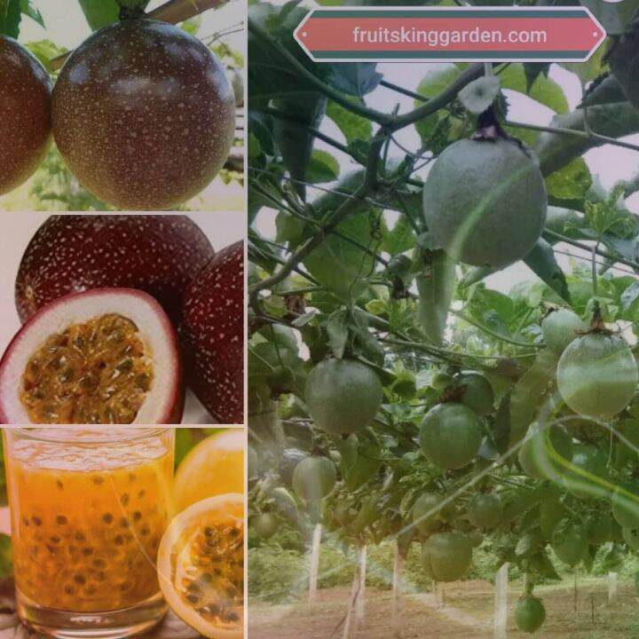 ANAK POKOK MARKISA (PASSION FRUIT) MEGA HYBRID [WEST MALAYSIA ONLY ...