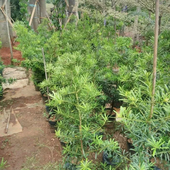 Tanaman Hias Lohansung 30 cm usumaki Podocarpus Macrophyllus. - | Lazada Indonesia