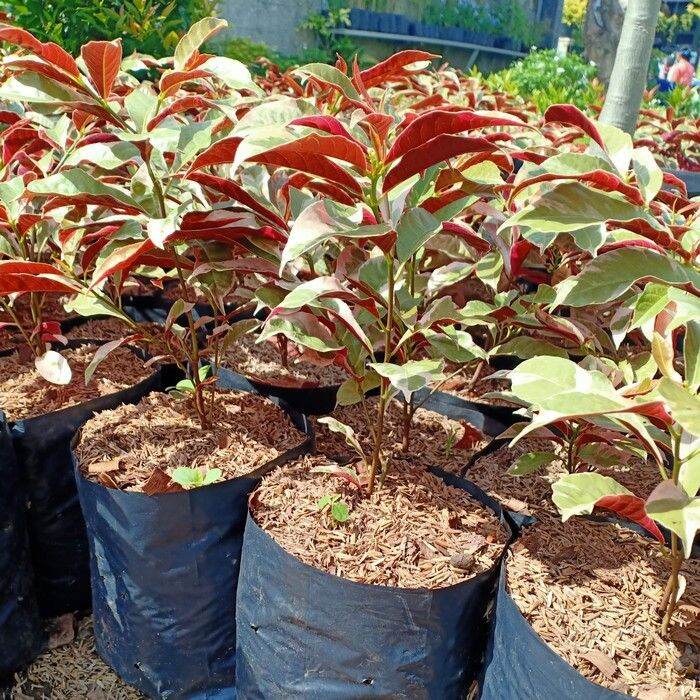 Tanaman Hias Sambang Darah | Lazada Indonesia