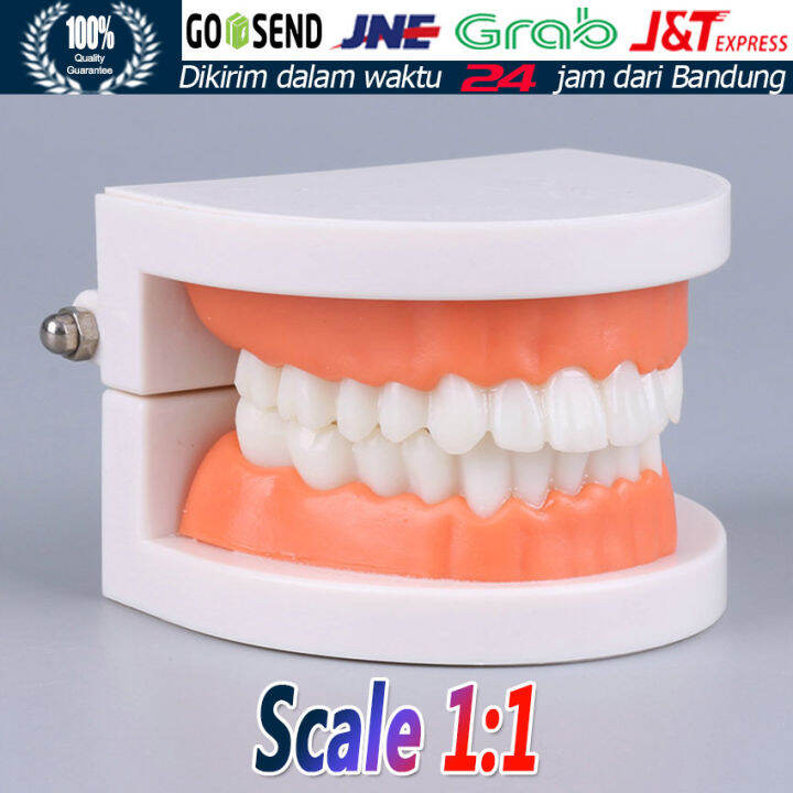 model gigi patung gigi Model Studi Gigi Model Peraga Gigi Phantom Gigi ...