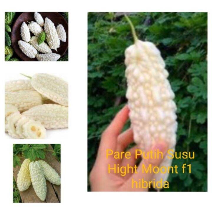 1 Biji Benih PARE PUTIH SUSU Hight Moont F1 hybrida pare jepang ...