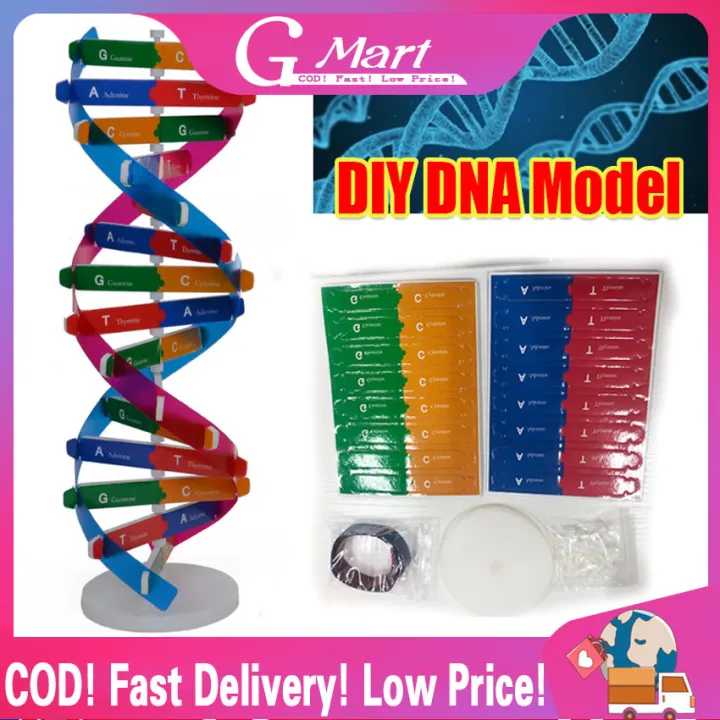 DIY DNA Double Helix Model Biological Science Experiment Tool Human ...