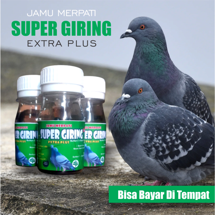 Jamu Merpati Giring Keket Keras Jamu Super Giring Extra Plus 1 Botol ...