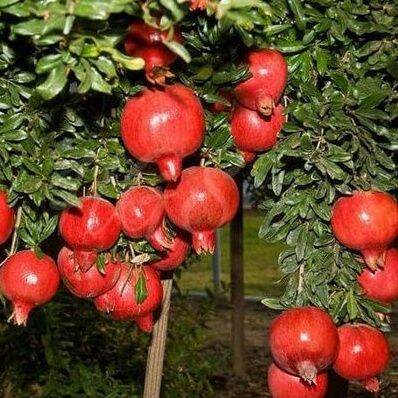 Paket isi 5 Bibit Buah Delima Merah Super Benih Tanaman Buah Red Ruby ...