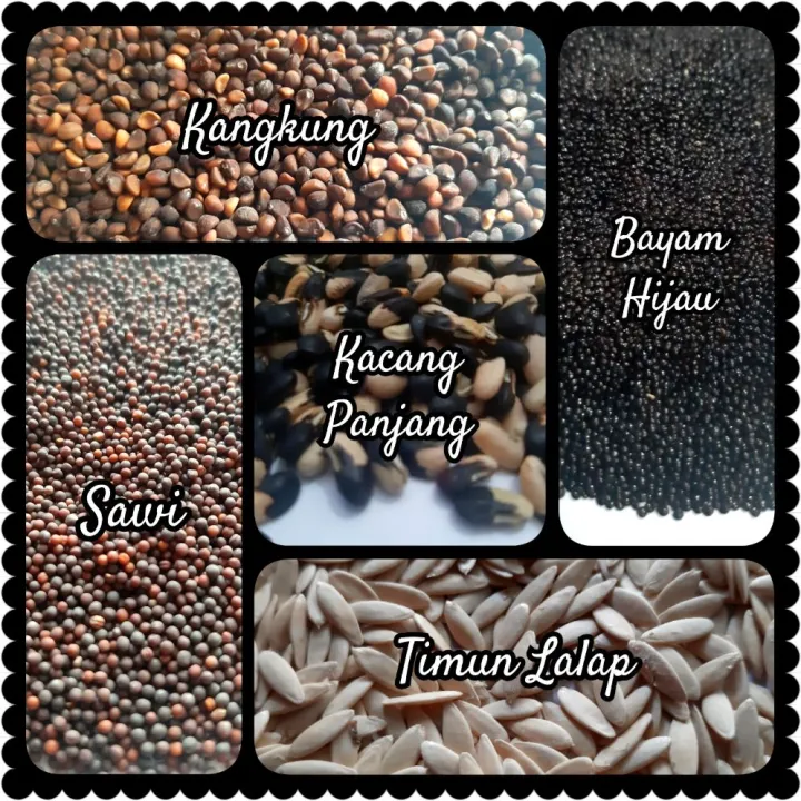 [Ufairah] Murah Meriah A9 isi 5 Jenis Benih, Kangkung, Sawi, Kacang ...