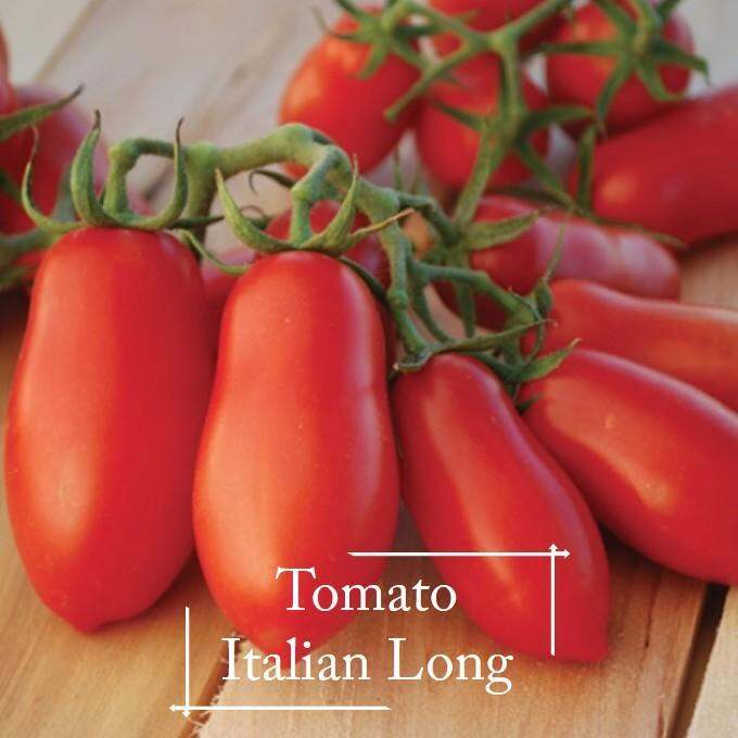 Heirloom Organic Italian Long Tomato seeds *Pot Friendly* Tanam Pasu ...