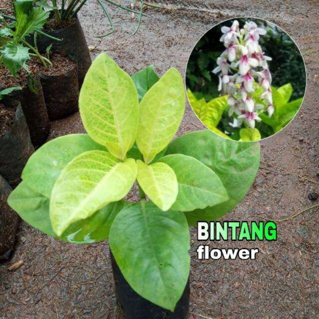 Tanaman Hias Melati Jepang Gambir | Lazada Indonesia