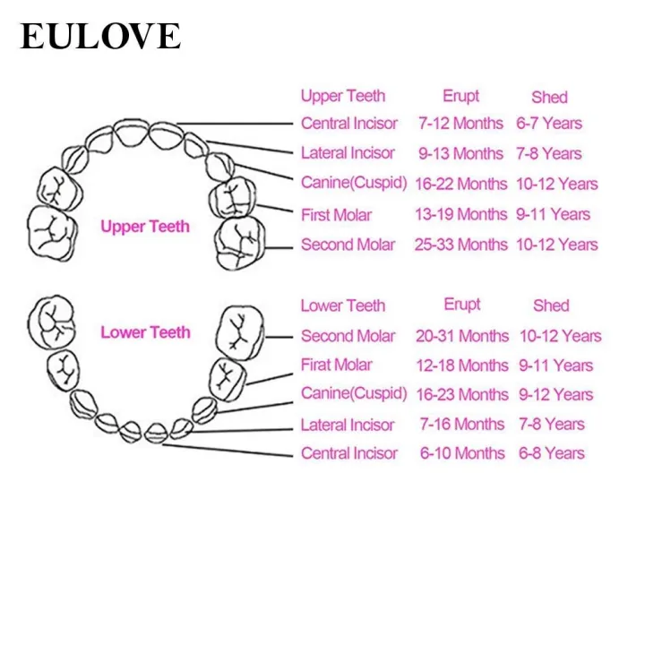 [Ready Stock] MGSS PH Baby Milk Teeth Box Baby Souvenirs Fetal Hair ...