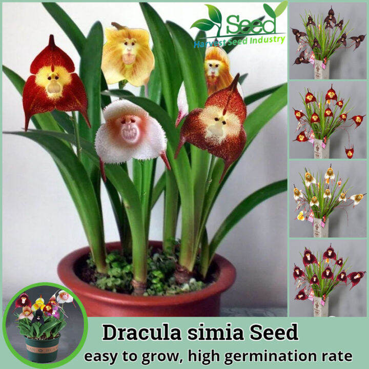 [Easy To Grow] Rare Dracula simia Seed Seeds for Planting (50 Seeds Per ...