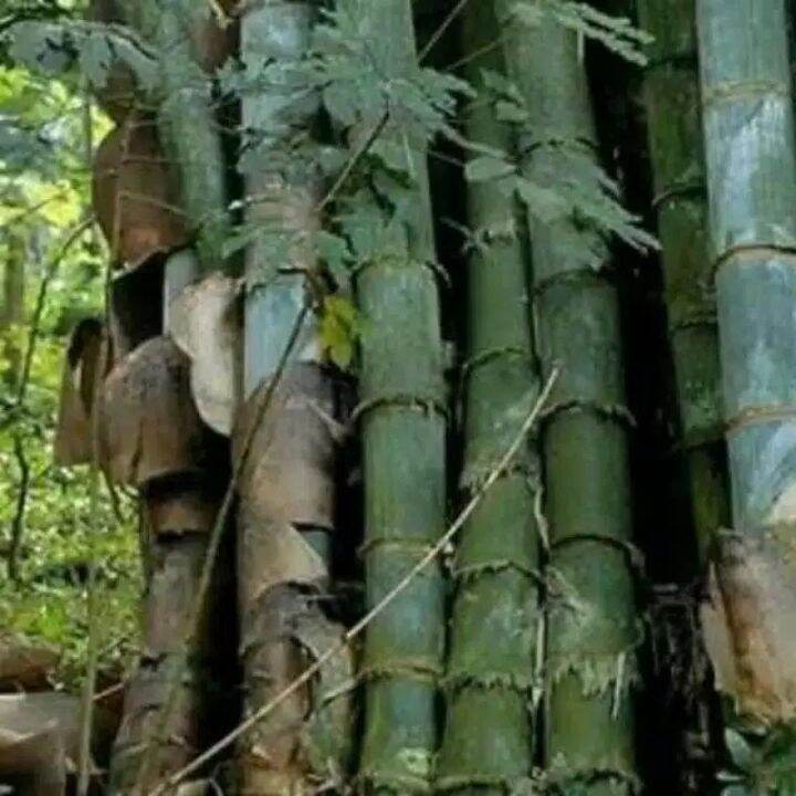 Air Bambu Alami (proses penyulingan) 1L | Lazada Indonesia