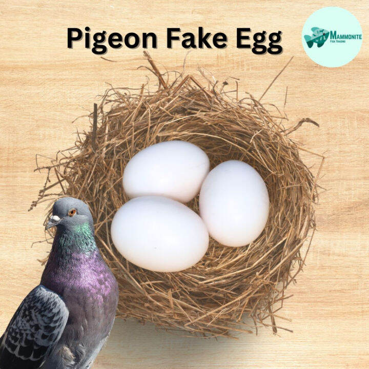 Fake Pigeon Egg False Egg Dummy Egg for Pigeon | Lazada PH