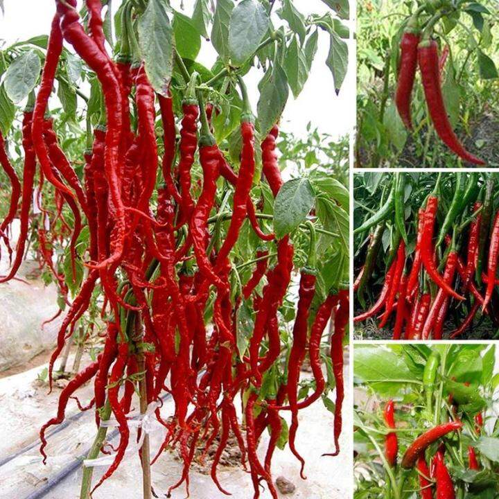 Malaysia Ready Stock 50pcs Long Chilli Seeds Giant Spices Spicy Red ...