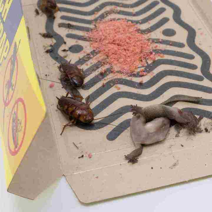 [Bundle Sales] [ New Packaging] ONS Lizard And Cockroach Trap/Lizard ...