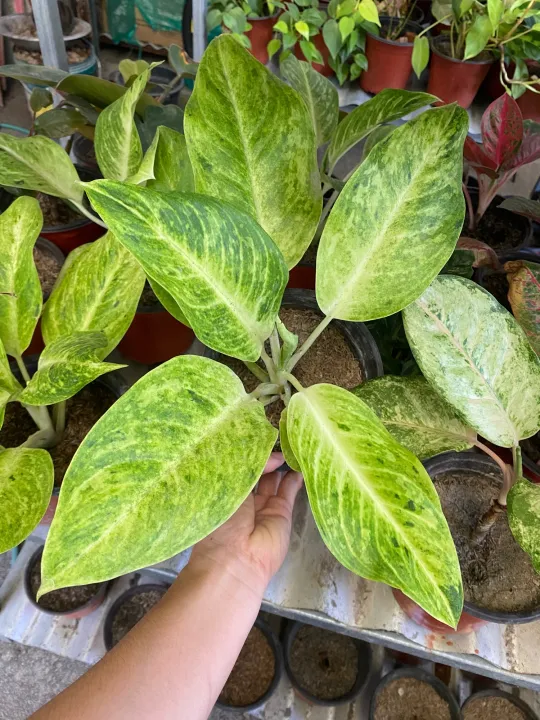 Imported Thailand Aglaonema Plant Mutated Sundrop 50 seeds (not plants ...