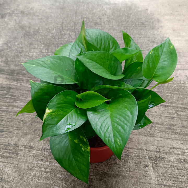 [Plantopia] Money Plant 绿箩 | Epipremnum Aureum | Real Live Indoor Plant ...