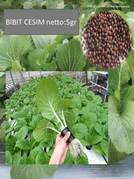 Bibit benih tanaman cesim 5gram mudah tanam dan tumbuh | Lazada Indonesia