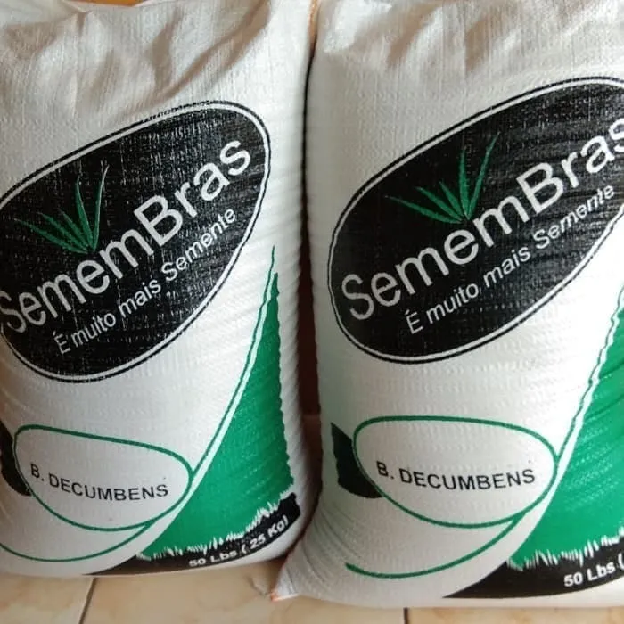 Benih Rumput Brachiaria Decumbens - Rumput Signal - Rumput Bede ...