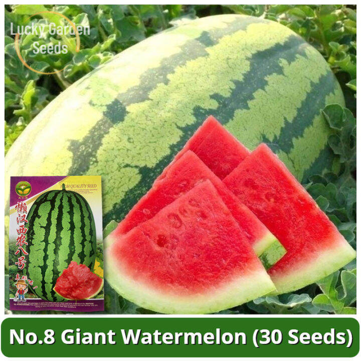 Biji Benih Tembikai No.8 Giant Watermelon Seed (30 Seeds) 椭圆形大西瓜籽 Super Sweet Large Watermelon ...
