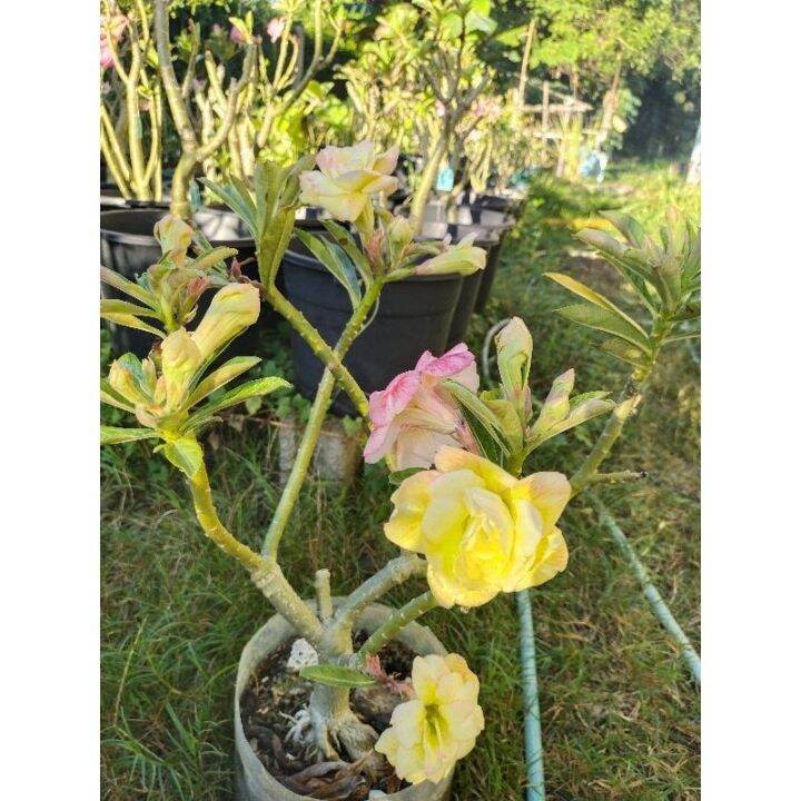 Adenium plant cuttings 4 pcs | Lazada PH