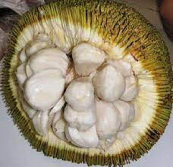 MARANG SEEDS FOR PLANTING (Artocarpus odoratissimus) | Lazada PH