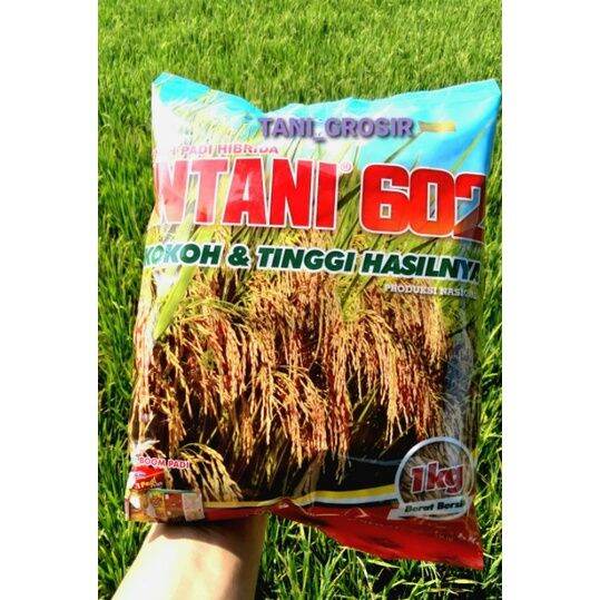 READY 100%Ori Benih Padi Intani 602 Cap Kapal Terbang kemasan 1 kg ...