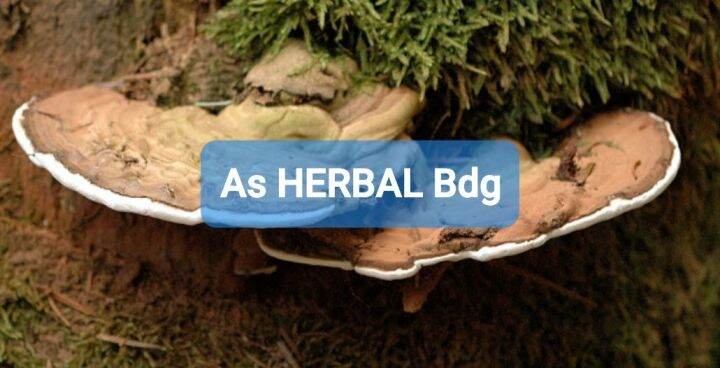 Jamur kayu jamur pohon ganoderma 500 gram | Lazada Indonesia