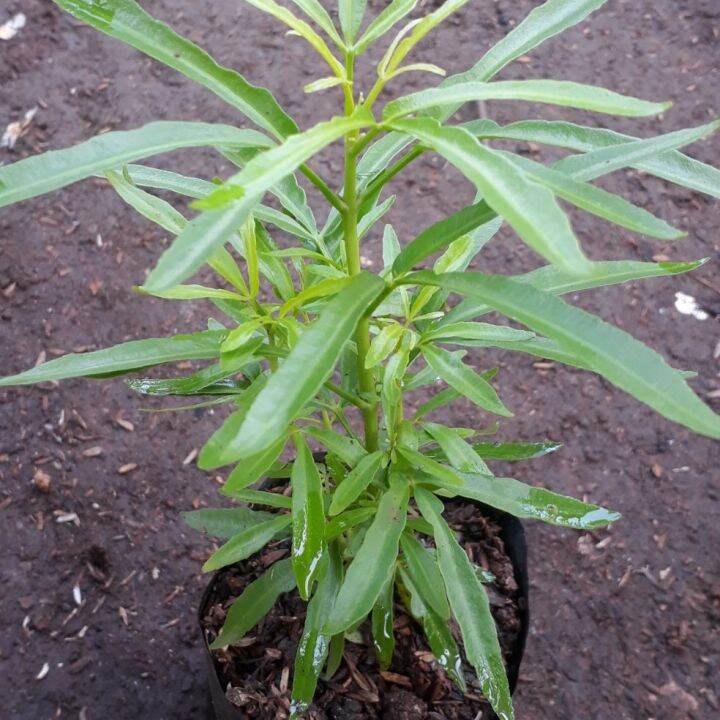 Tanaman Zodia Pengusir Nyamuk / Evodia suaveolens | Lazada Indonesia