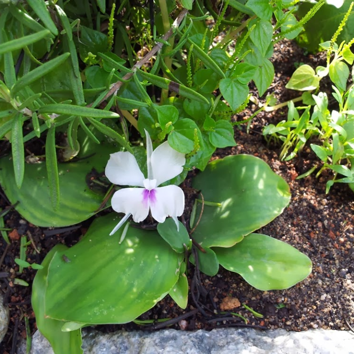 Cekur / Aromatic Ginger (Kaempferia galanga) - Pokok Hidup / Live Plant | Lazada