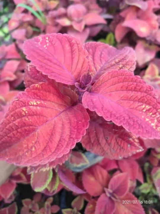 Mayana Coleus Campfire (Rare Mayana) with FREE plastic pot, pebbles and ...