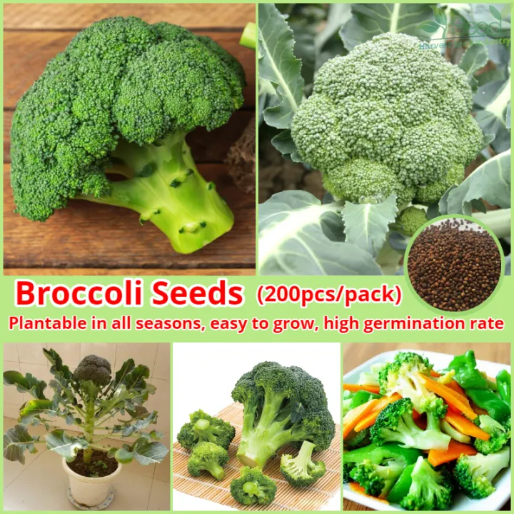 [Fast Germination] Biji Benih Brokoli Broccoli Seeds for Planting ...