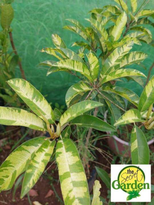 Variegated Chico (1 stock Only) with FREE plastic pot, and garden soil ...