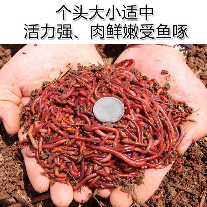 Fishing earthworm live bait large red earthworm soil 1 kg live boxed ...