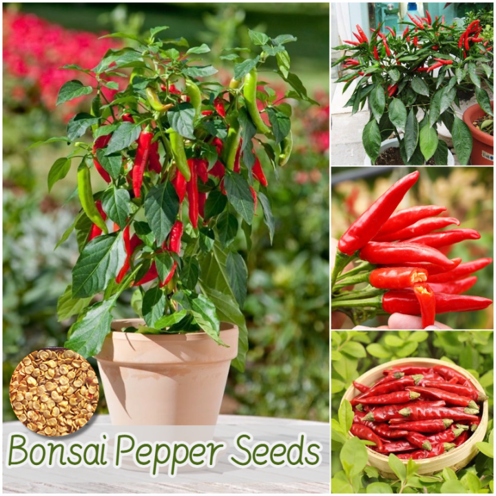 Biji Benih Chili Jambak Hot Pepper Seeds Super Spicy Hot Chili Seeds ...