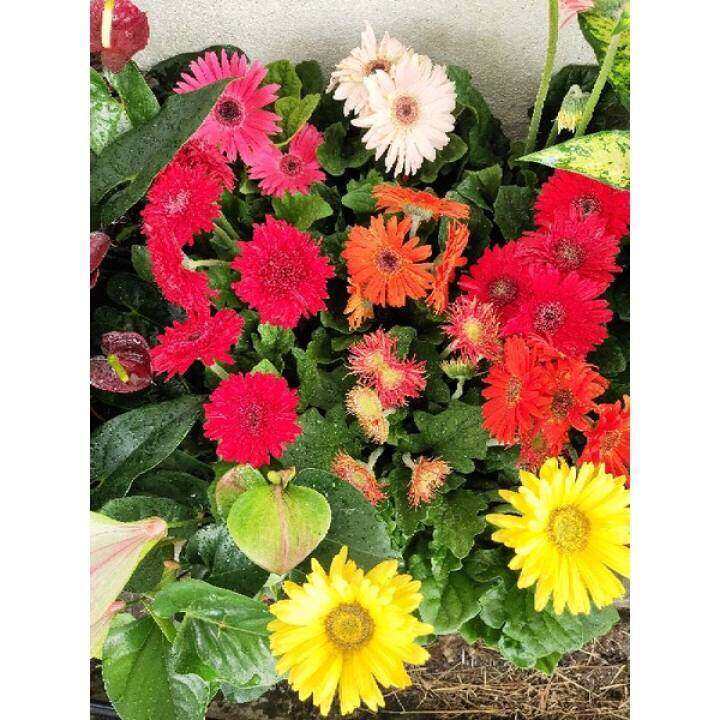 Pokok Daisy Daisy Tree Live Plant SHS Kebun 50 seeds (not a living ...