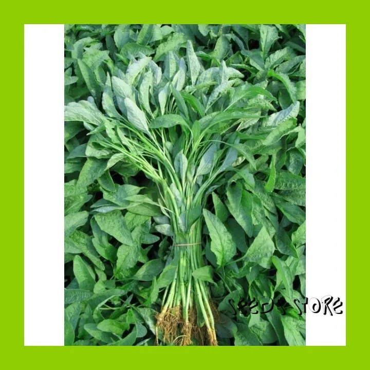 Vege Seeds / Bayam Daun Tajam Hannatani (100pcs) | Lazada