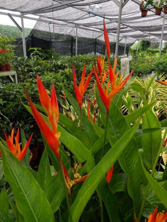 MM- Heliconia Densiflora 'Fire Flash' | Lazada
