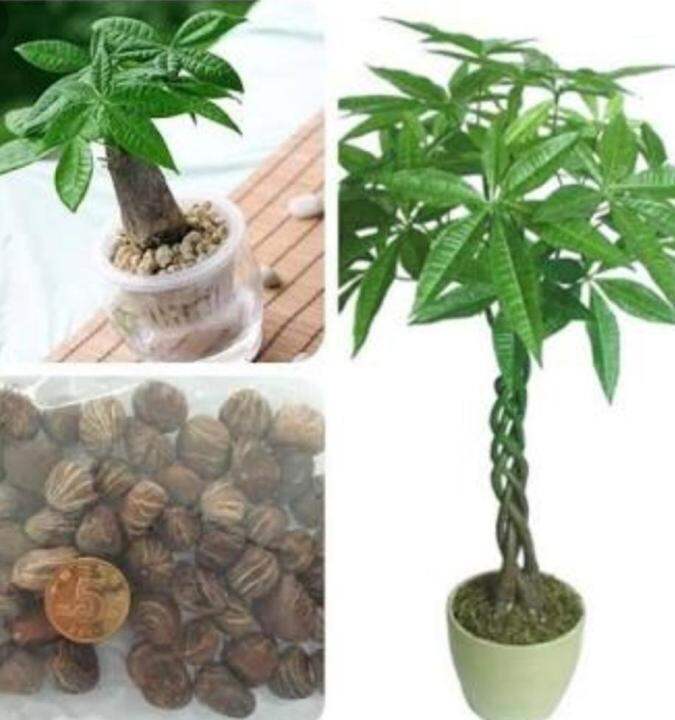 5 pcs. Money tree seeds | Lazada PH