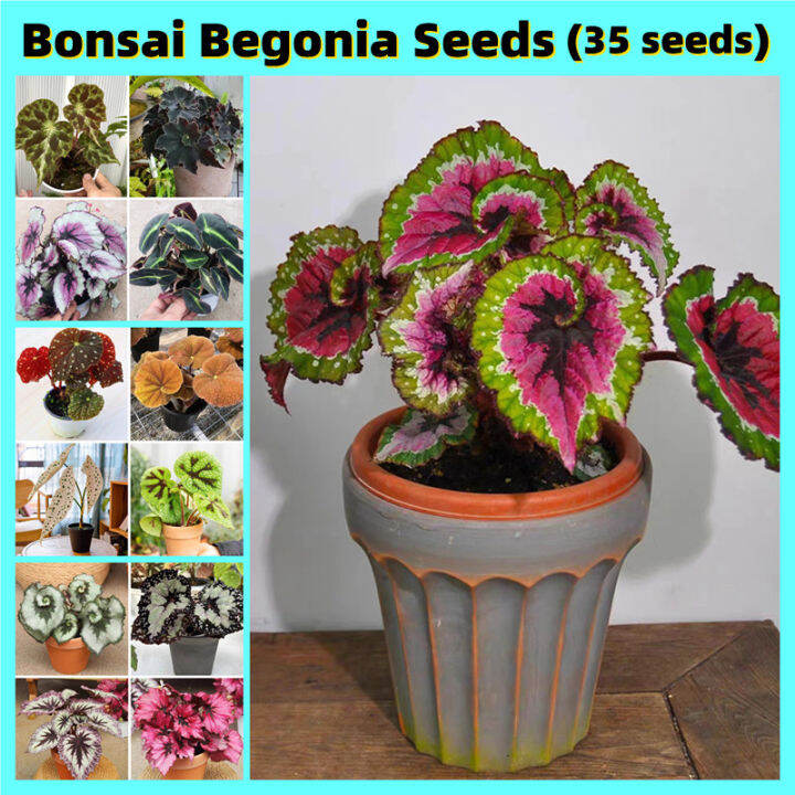 [Easy To Grow In Philippines] 35pcs Mixed Begonia Seeds Bonsai Seeds ...