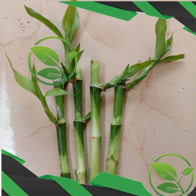 Bambu Hoki Sri Rejeki | Bambu Hoki Hias | Bambu Hoki Pot | Bambu Hoki ...