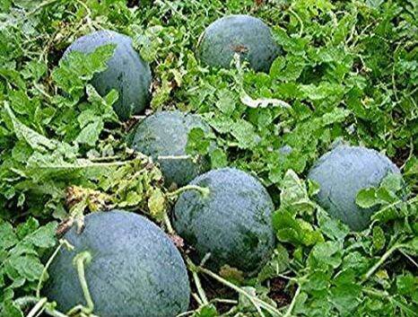 JUMBO PAKWAN SEED "Buffalo" HYBRID weighs about 14 to 15 kilos per ...