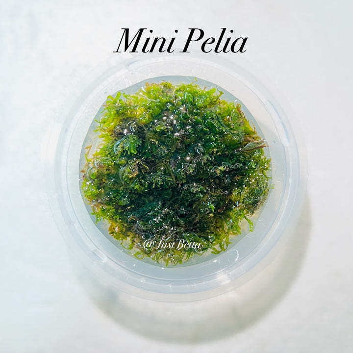 Mini Pelia Moss - Aquarium Live Plant Aquatic Moss Aquascape ...