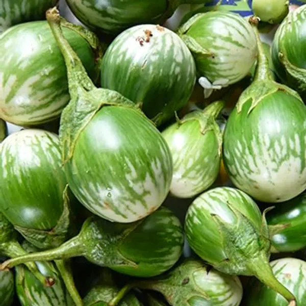 Green Round Aurora Eggplant Seeds - Aurora Eggplant Seeds - Vegetable ...