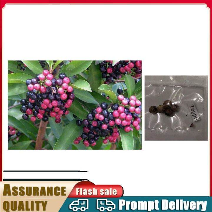 tagpo ardisia squamulosa native blueberry tree plant seeds for planting ...