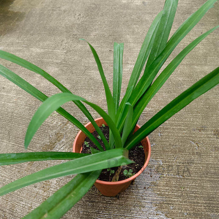 [Plantopia] Royale Chives 青龙菜 | Pokok Untuk Masak Hidup | Lazada