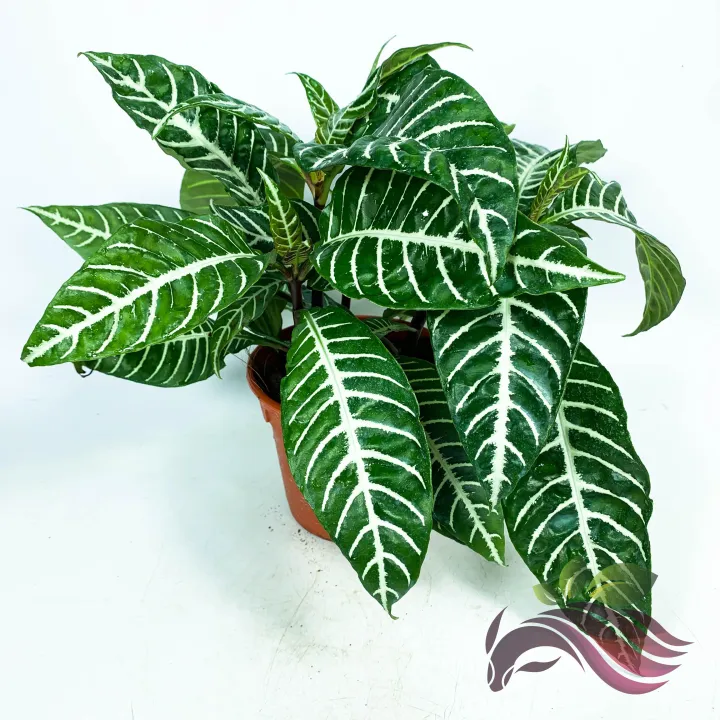 [Indoor Plant] Aphelandra Squarrosa Zebra Plant by LS Group | Lazada