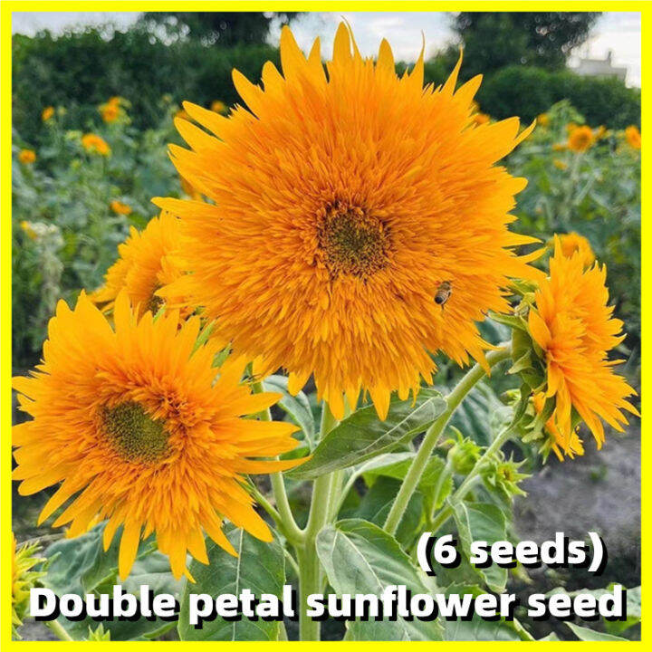 Double Petal Sunflower Seeds - 重瓣向日葵种子 6 Seeds 💯% Authentic Teddy Bear ...