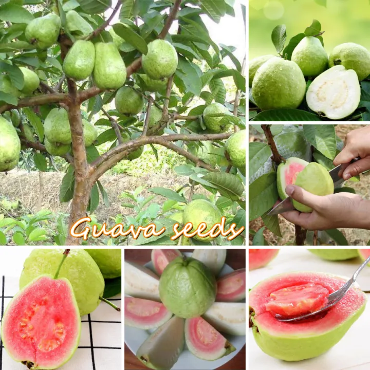 [New Arrival]100 Original 100pcs Guava Seeds Outdoor Real Live Rare ...