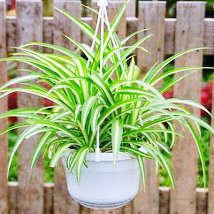 Tanaman hias Spider Plant / Lili Paris Hawaii / spyder plant / tanaman ...