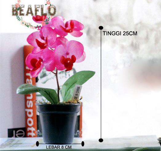 GL Anggrek Bulan Mini cantik tinggi 20 cm dengan pot Hiasan ruang tamu ...
